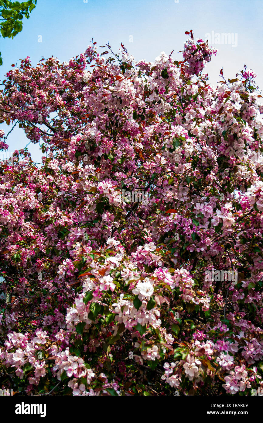 Beautiful blooming pink tree in hi-res stock photography and images - Alamy