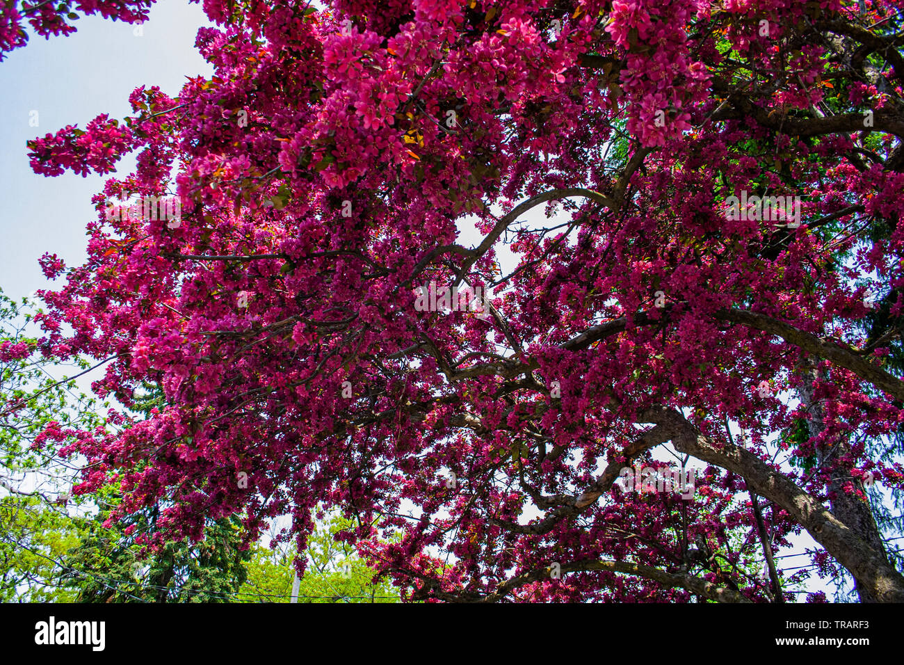 Tree with pink flower hi-res stock photography and images - Alamy