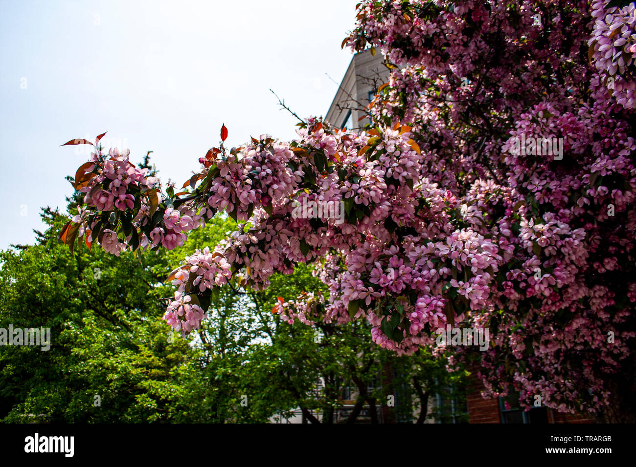 Beautiful blooming pink tree in hi-res stock photography and images - Alamy