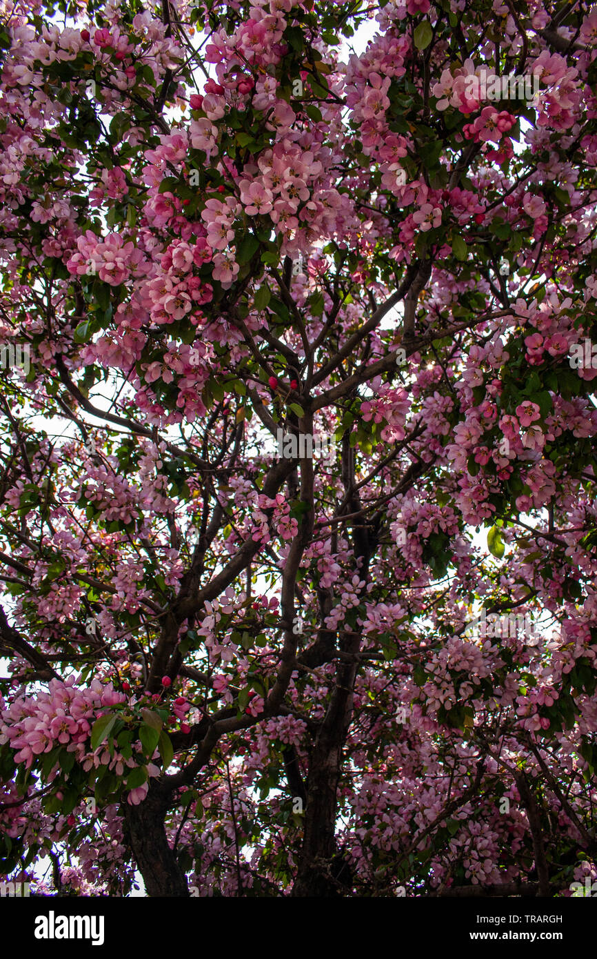 Pink flowers in tree hi-res stock photography and images - Alamy