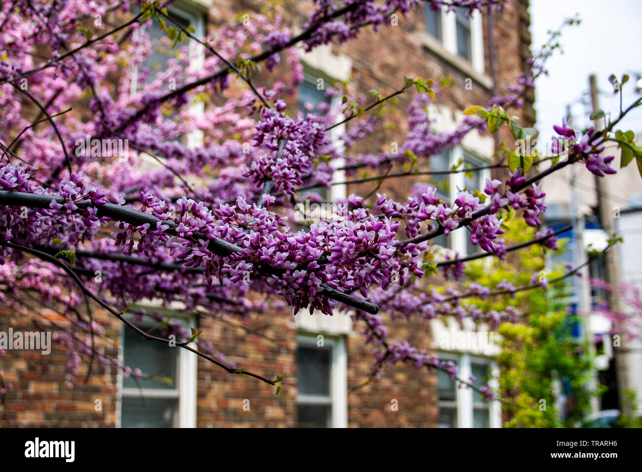 Pink flower tree blooming in the spring in Toronto Stock Photo - Alamy