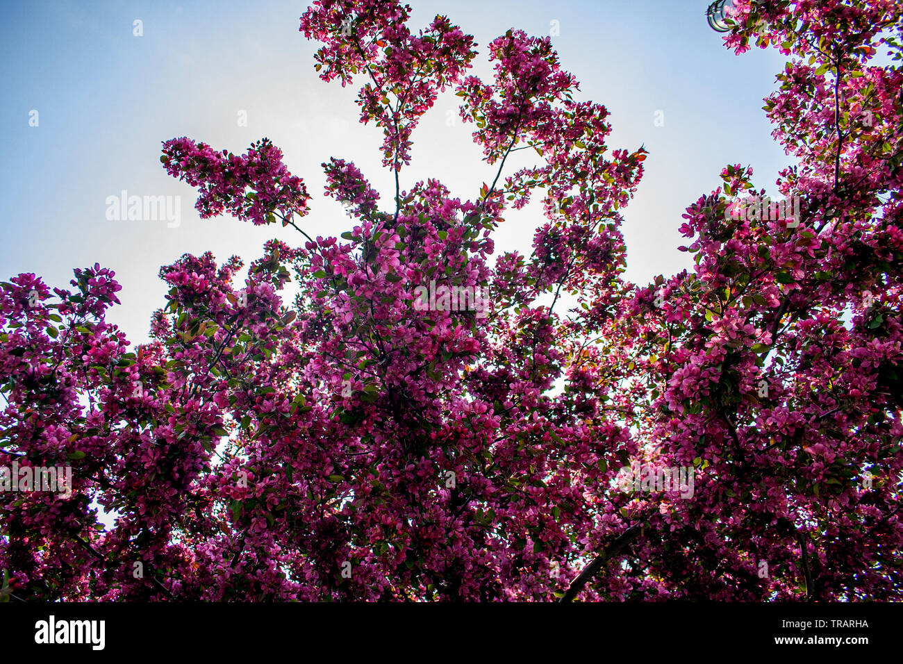Beautiful blooming pink tree in hi-res stock photography and images - Alamy