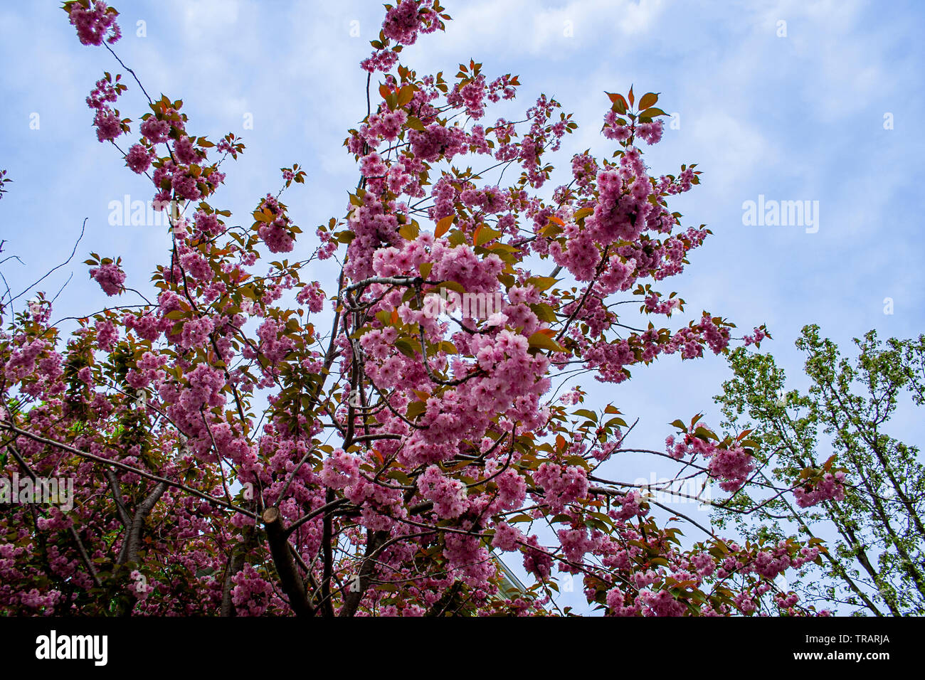 Cherry blossom blooming tree in hi-res stock photography and images - Alamy