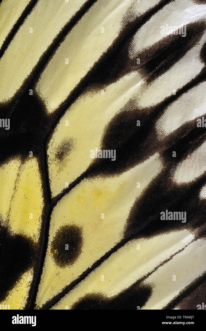 Kite paper texture hi-res stock photography and images - Alamy