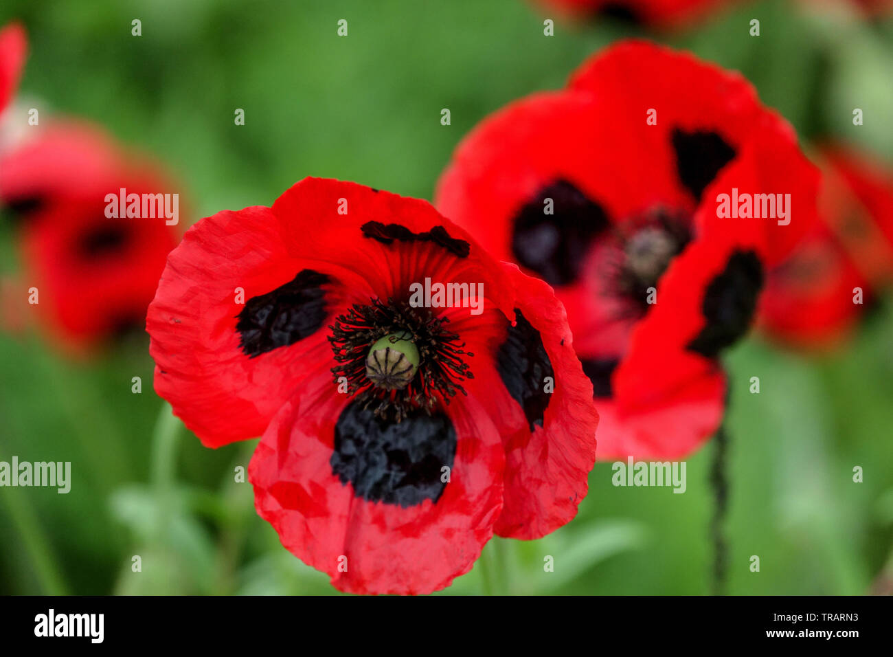 Papaver commutatum 'Ladybird', tiny flower red poppy, poppies Stock ...