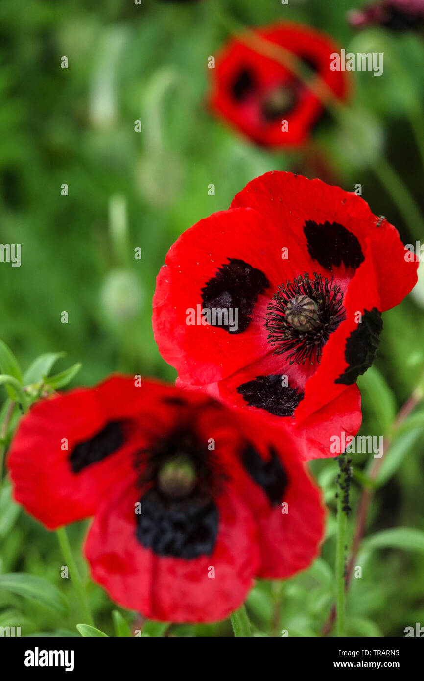 Papaver commutatum 'Ladybird', tiny flower red poppy, poppies Stock ...