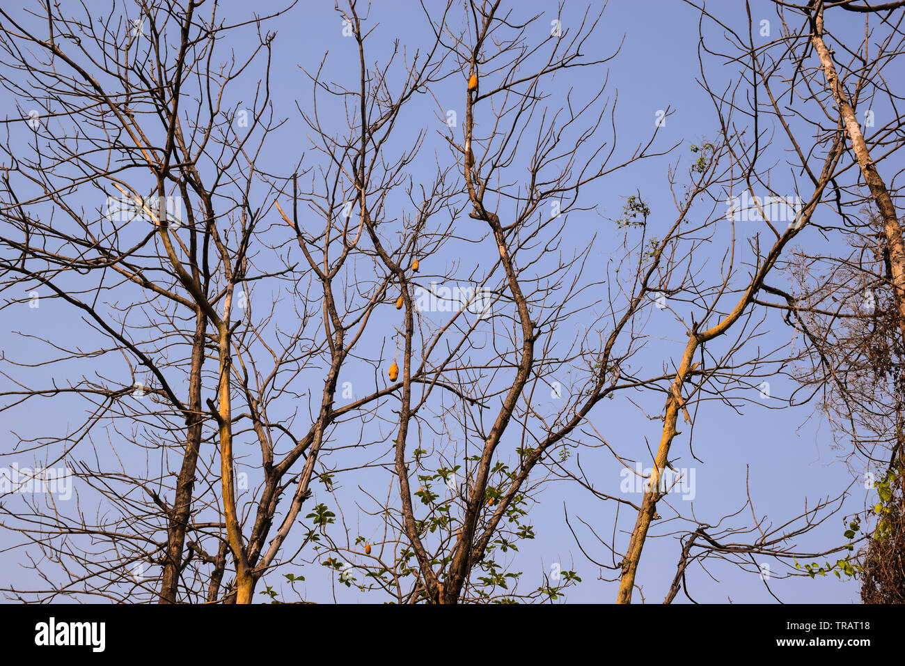 leafless tree branches on the front of blue sky Stock Photo - Alamy