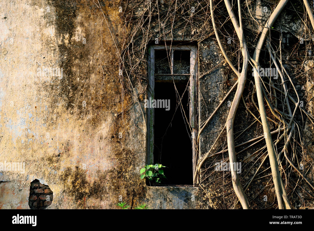 old damage window wall coverd by banyan tree roots Stock Photo - Alamy