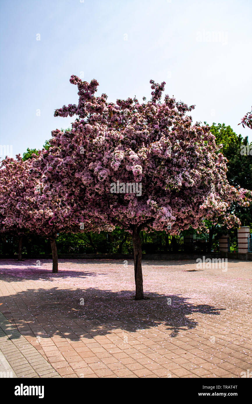 Beautiful cherry blossom tree blooming in the spring Stock Photo - Alamy
