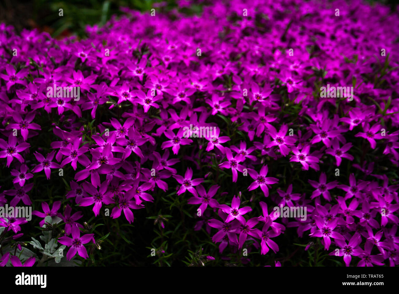 Pink star shaped flowers hi-res stock photography and images - Alamy