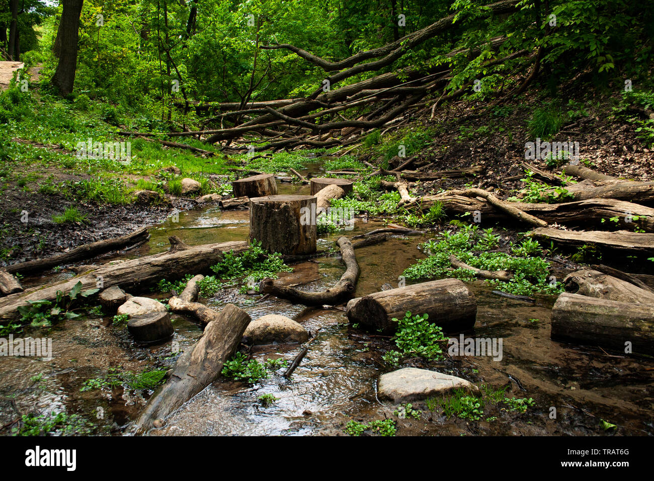 Small stream with logs in a ravine in Toronto Stock Photo - Alamy