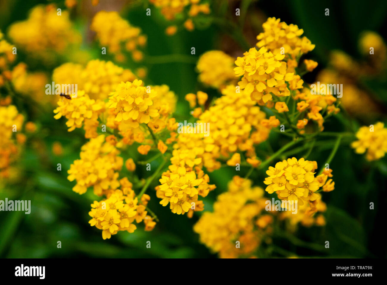 Flowers in yellow colors hi-res stock photography and images - Alamy
