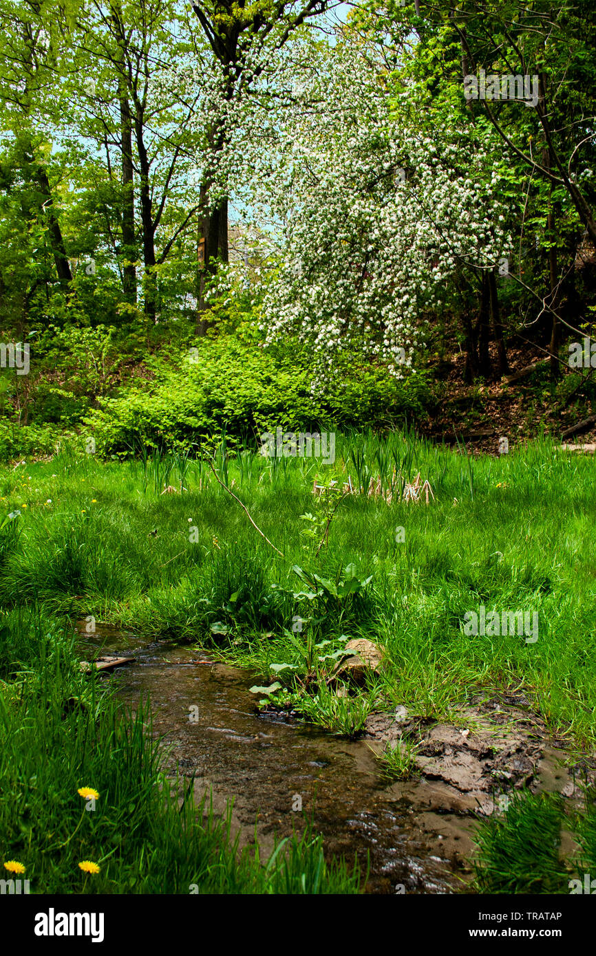 White flower trees hi-res stock photography and images - Alamy