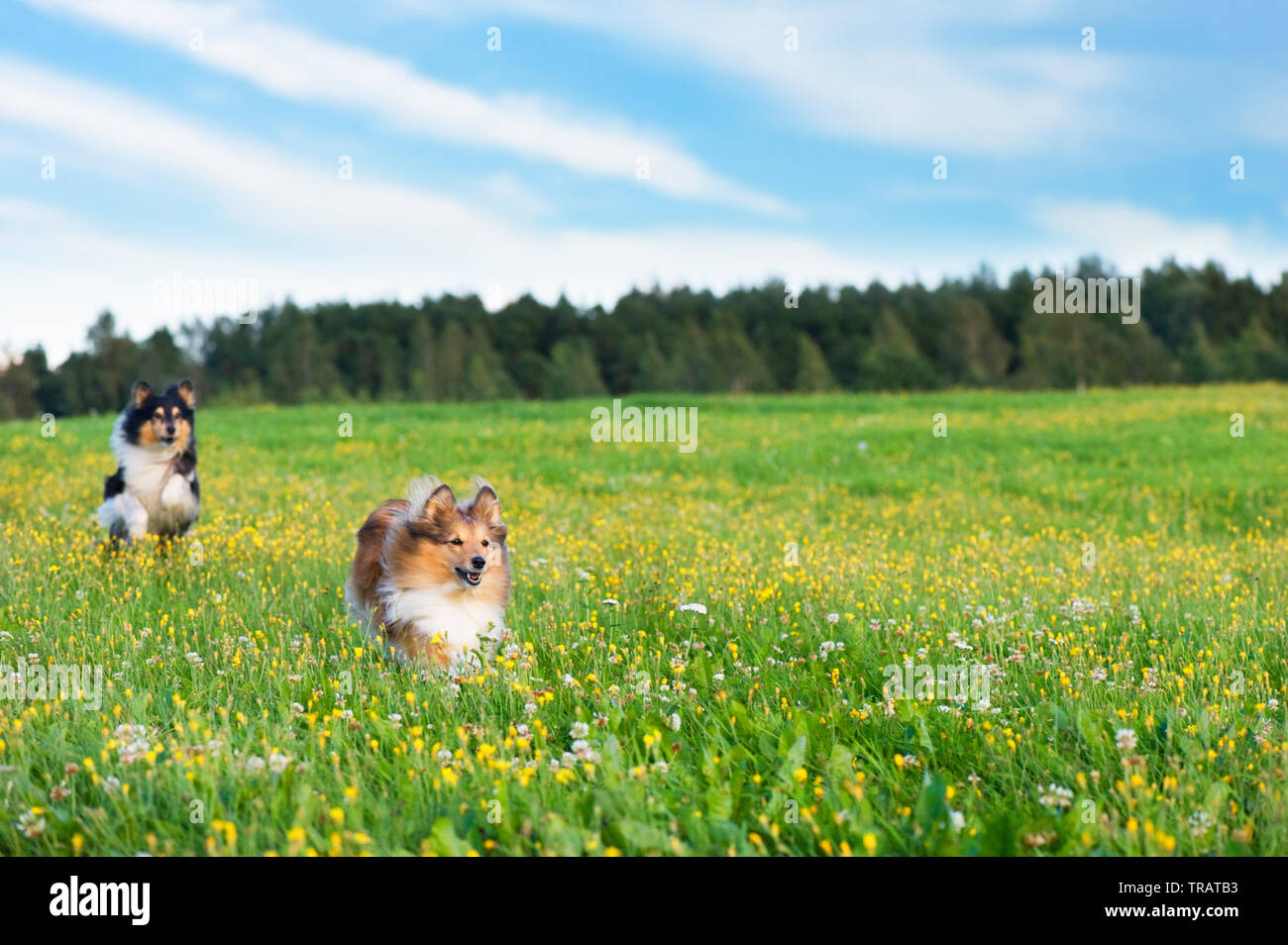 Sheepdogs in grass field hi-res stock photography and images - Alamy