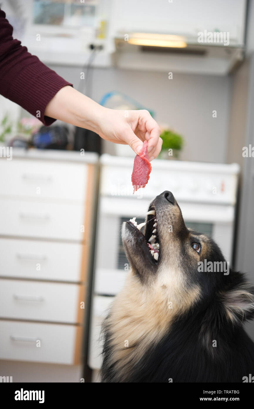 Some meat for the dog Stock Photo - Alamy
