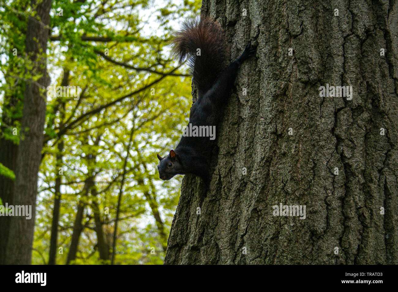 Beautiful squirrel on spring hi-res stock photography and images - Alamy
