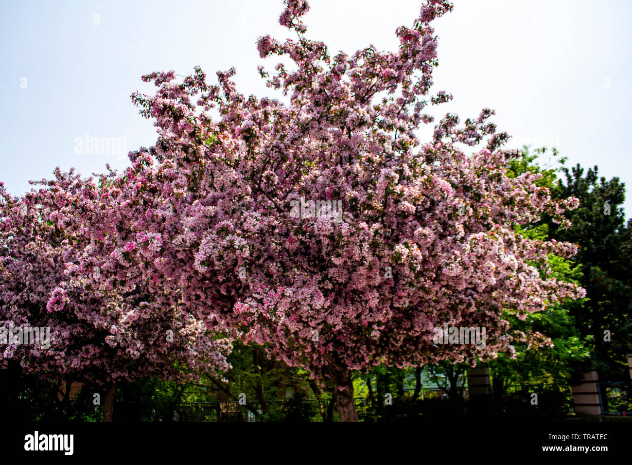 Pink flower tree blooming in the spring in Toronto Stock Photo - Alamy