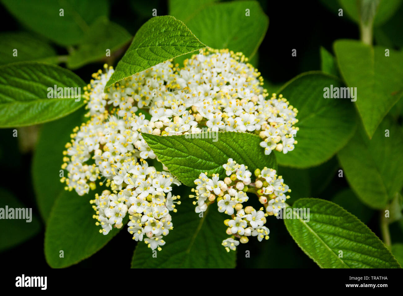 Big Bushes Of Flowers High Resolution Stock Photography and Images - Alamy