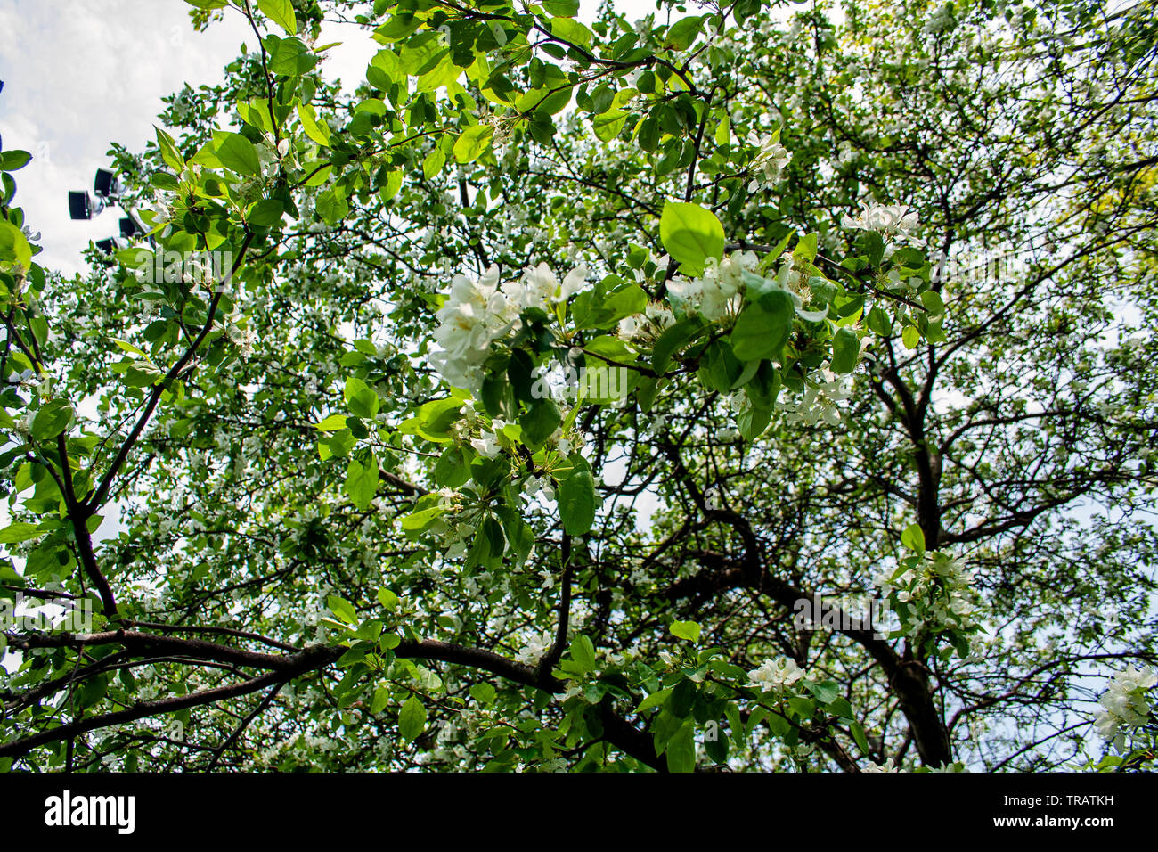 Trees with white flowers hi-res stock photography and images - Alamy