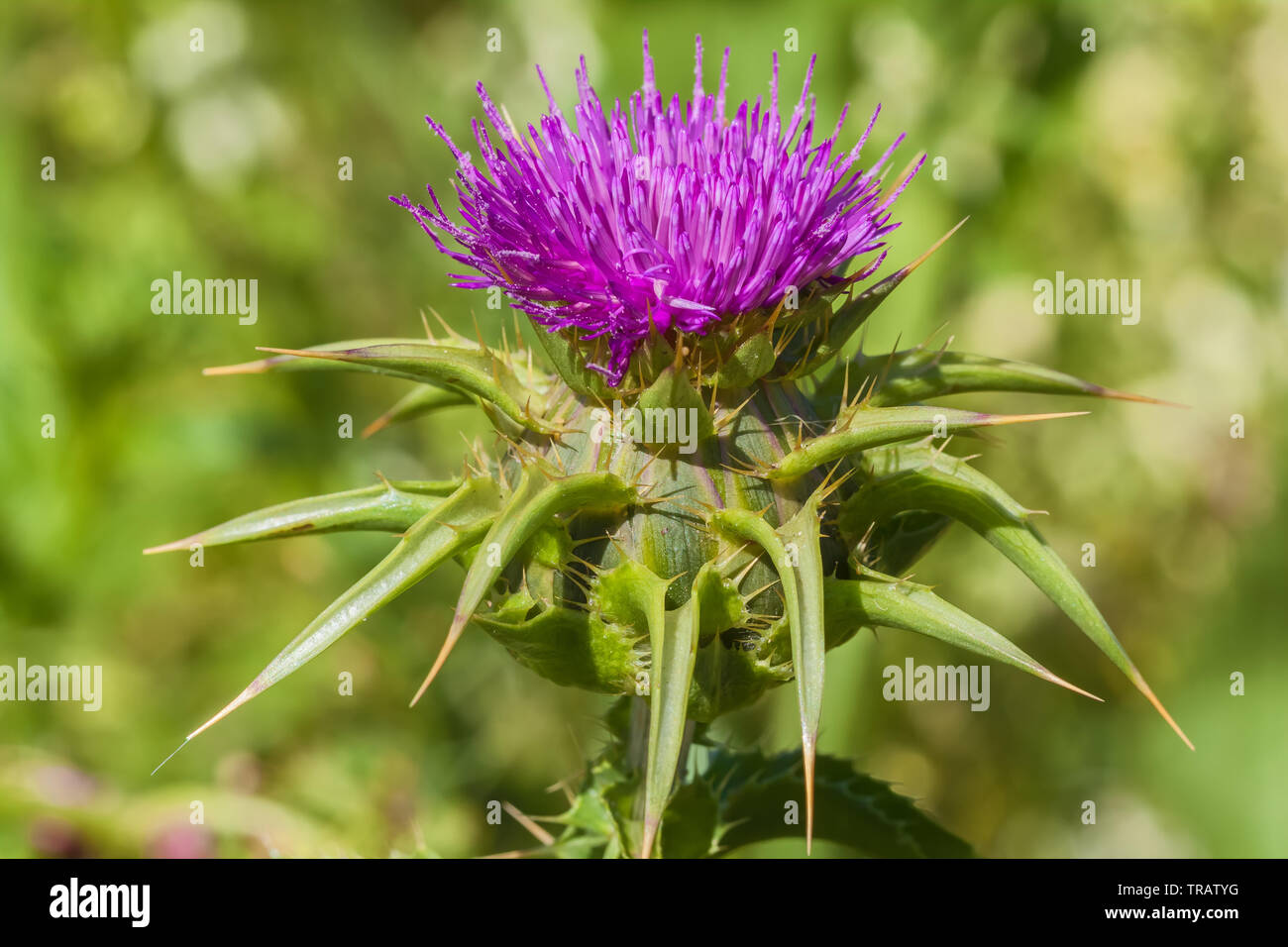 Blessed milk thistles hi-res stock photography and images - Alamy