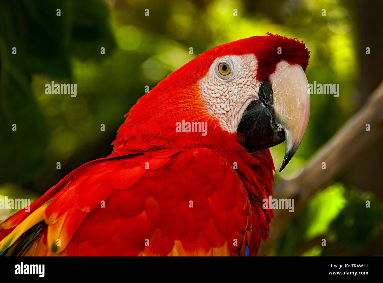 Parrot Portrait: Scarlet Macaw (Ara macao Stock Photo - Alamy