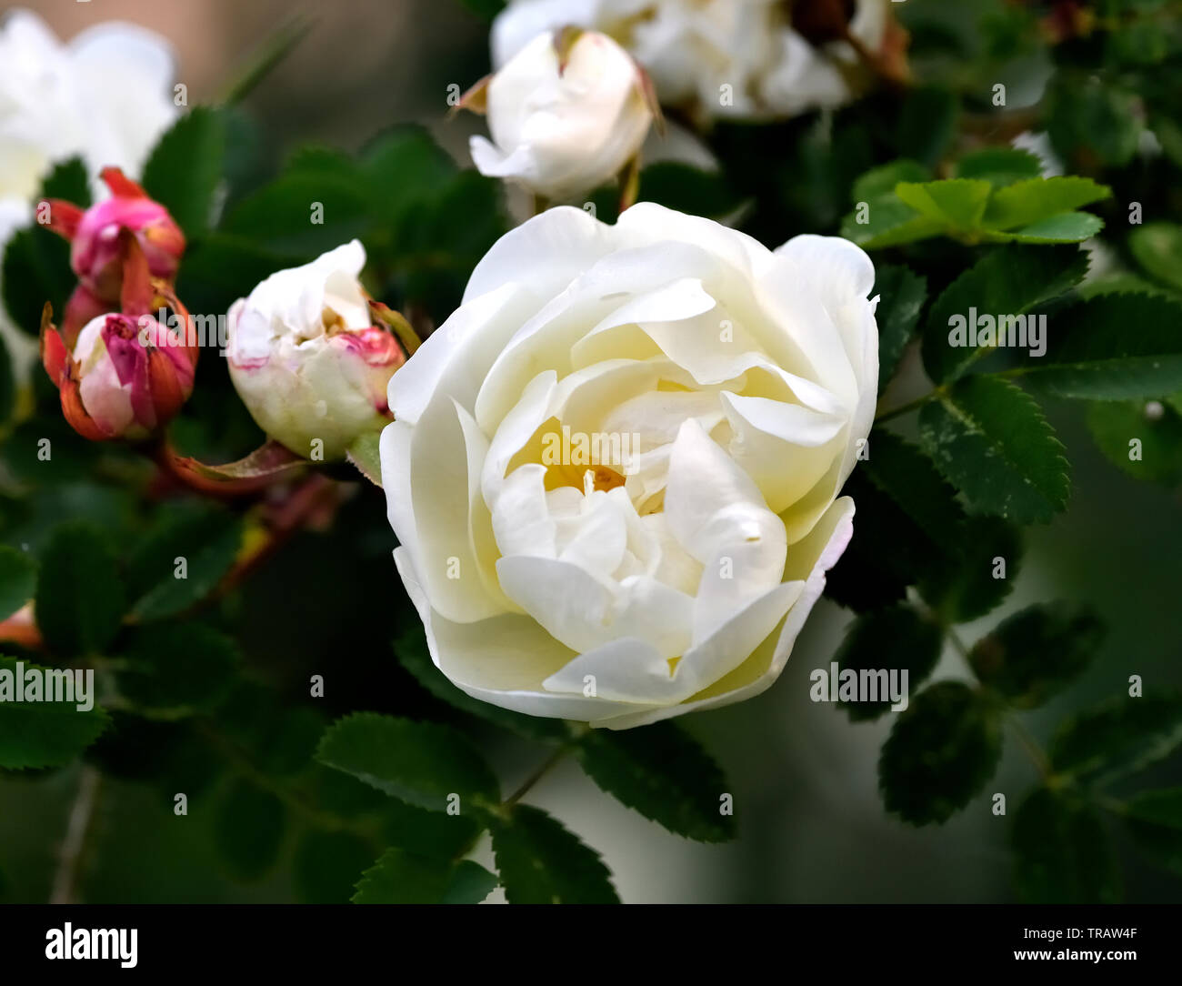 White rose hip Stock Photo - Alamy