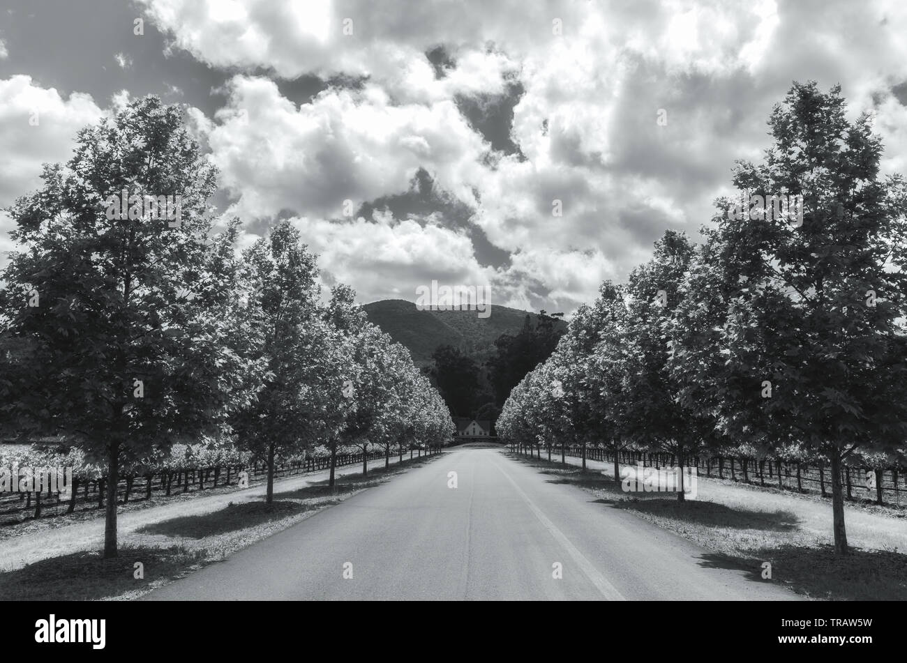 Entrance road, with rows of London planetrees, into Inglenook winery ...