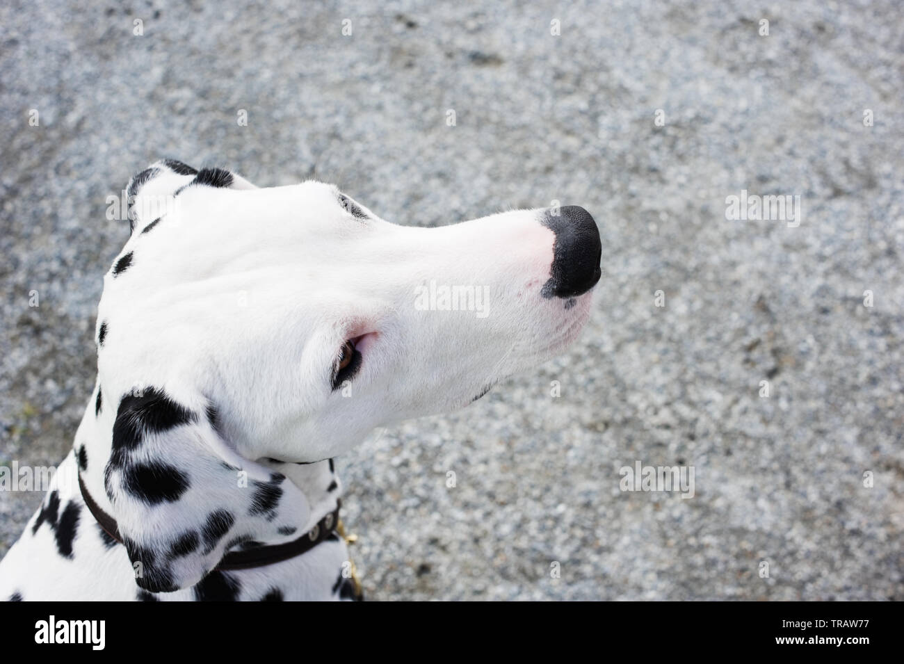 Portrait of a Dalmatian dog Stock Photo - Alamy