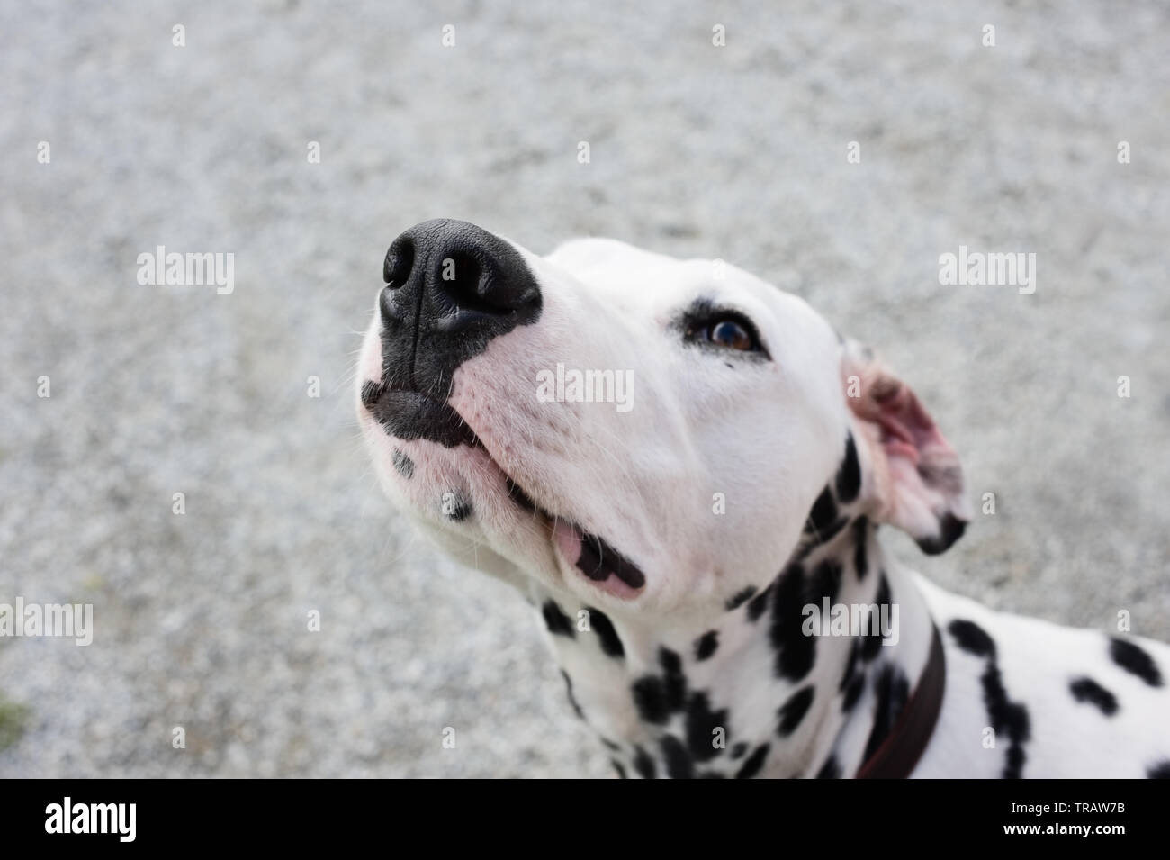 Dalmatian dog hi-res stock photography and images - Alamy