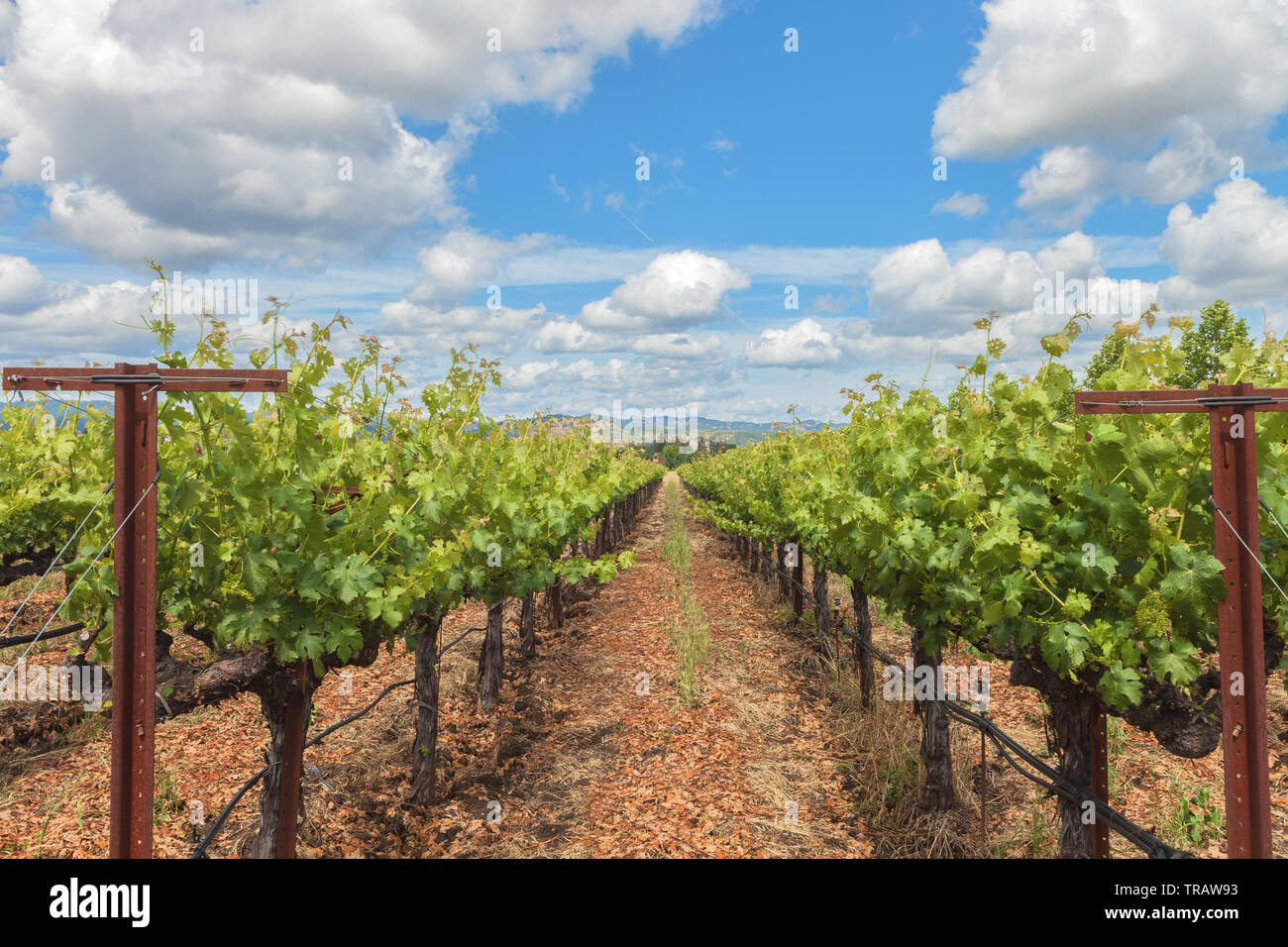 Valley vines spring hi-res stock photography and images - Alamy