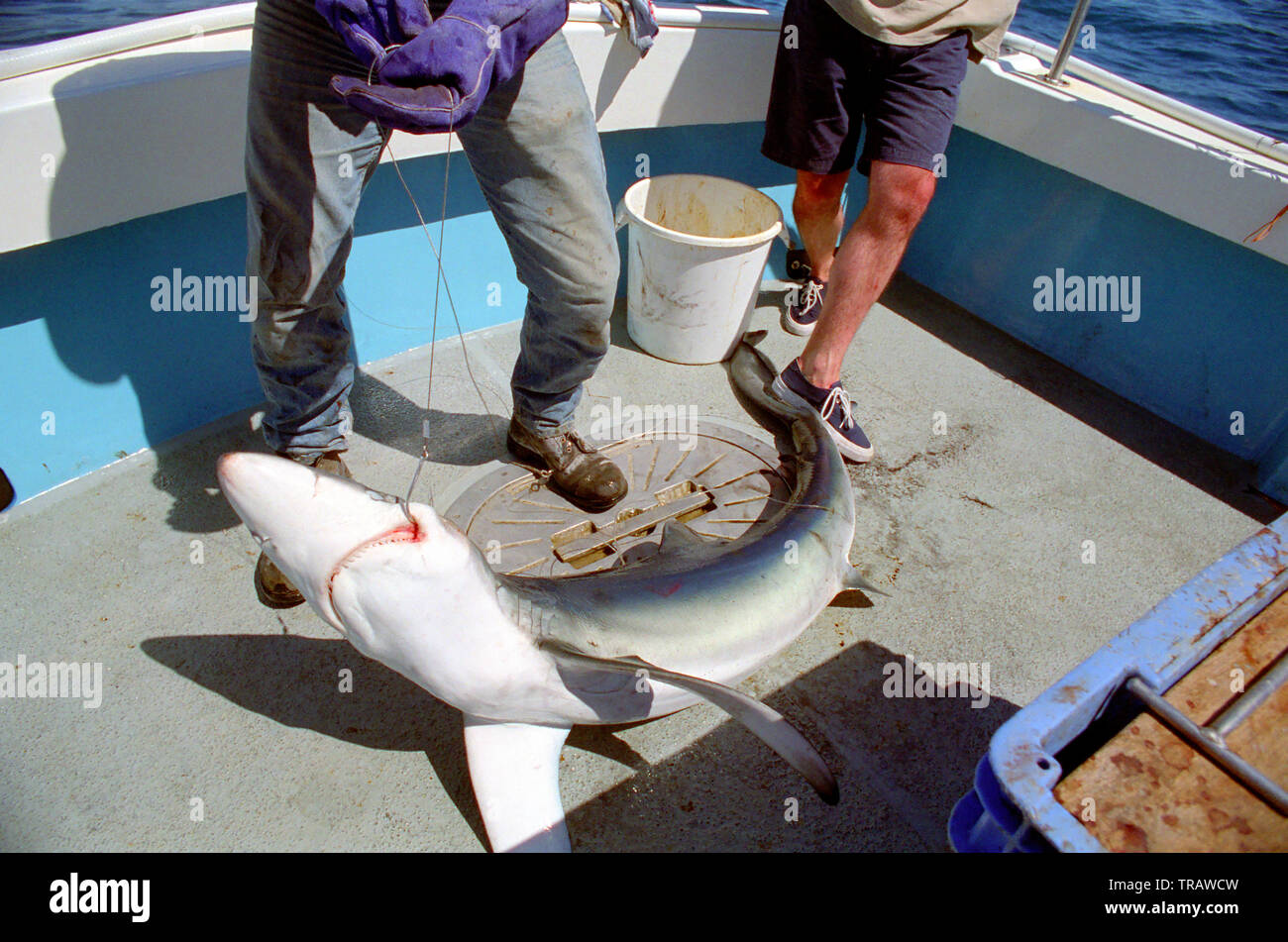 Shark fishing with rod and line off Plymouth, Devon, England Stock ...