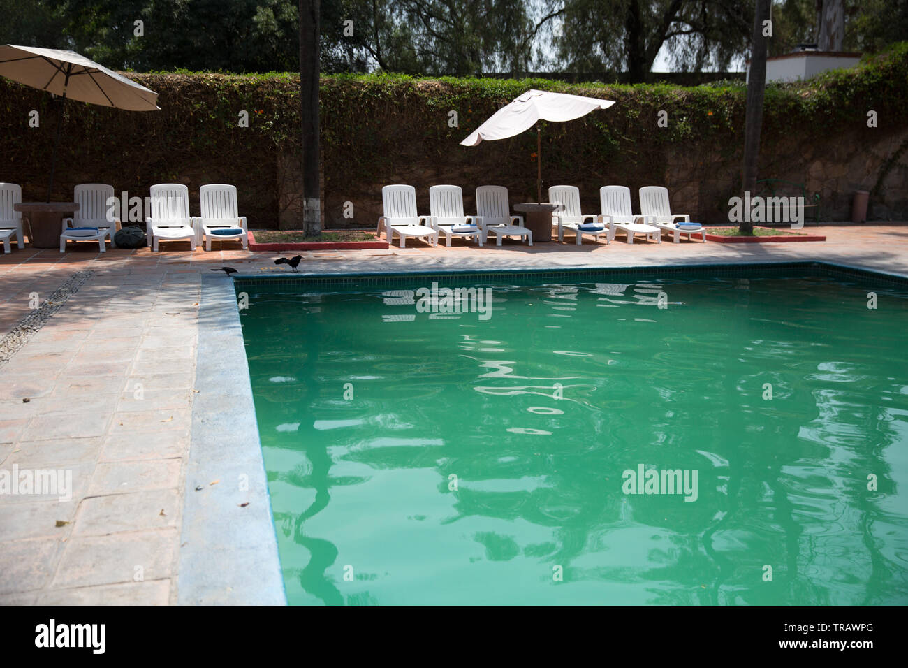 Algae pool water hi-res stock photography and images - Alamy