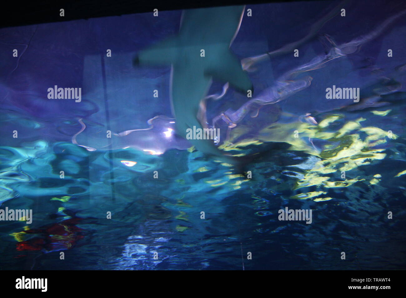 Lego waterworld with variuos Lego figs, vehicles and animals in ...