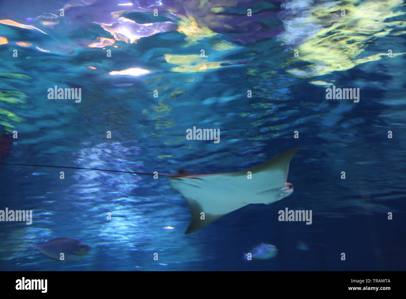 Lego waterworld with variuos Lego figs, vehicles and animals in ...