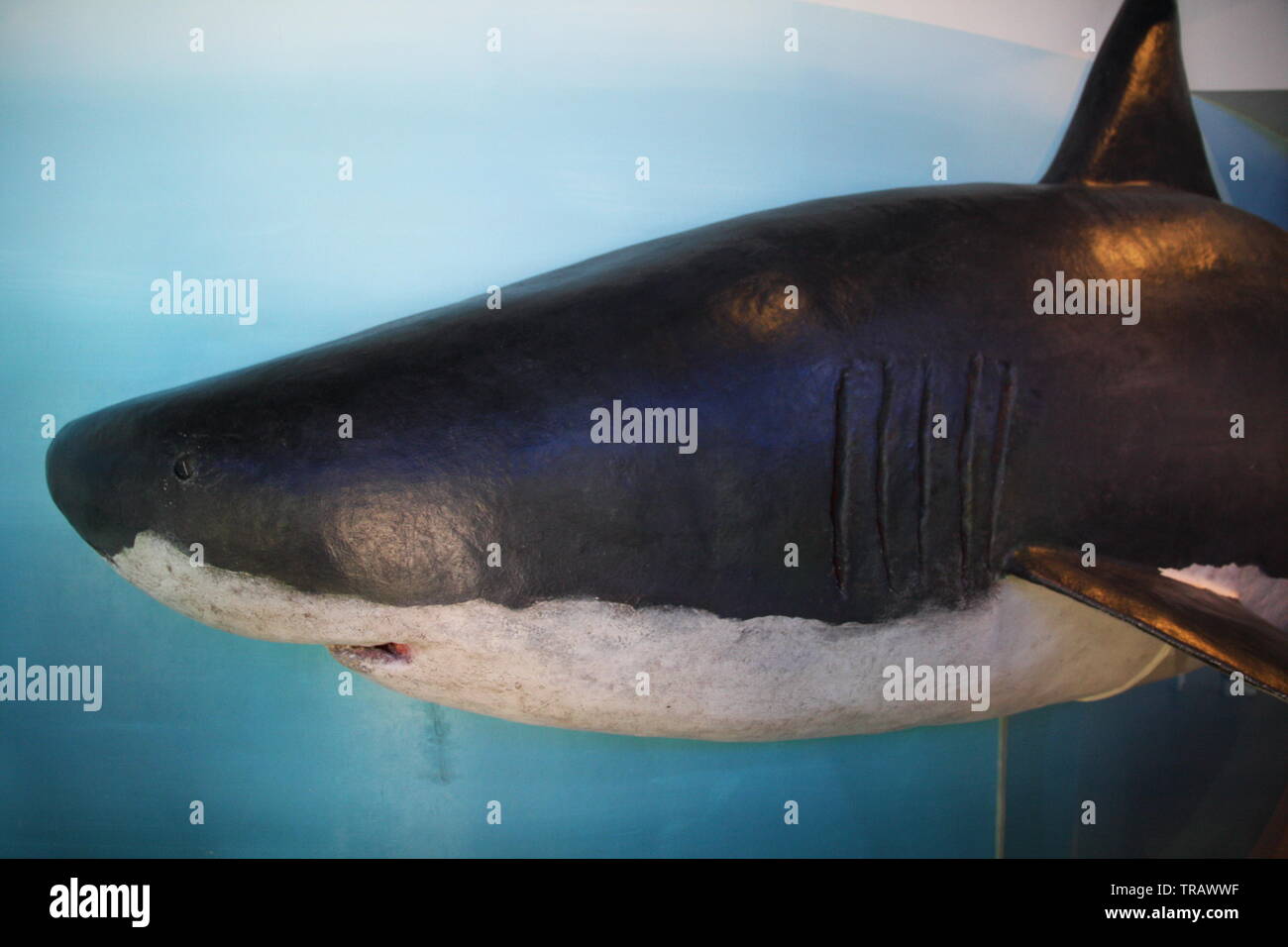 Big shark in Legoland Billund, Denmark Stock Photo - Alamy