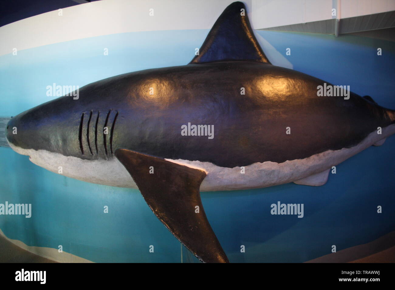 Big shark in Legoland Billund, Denmark Stock Photo - Alamy
