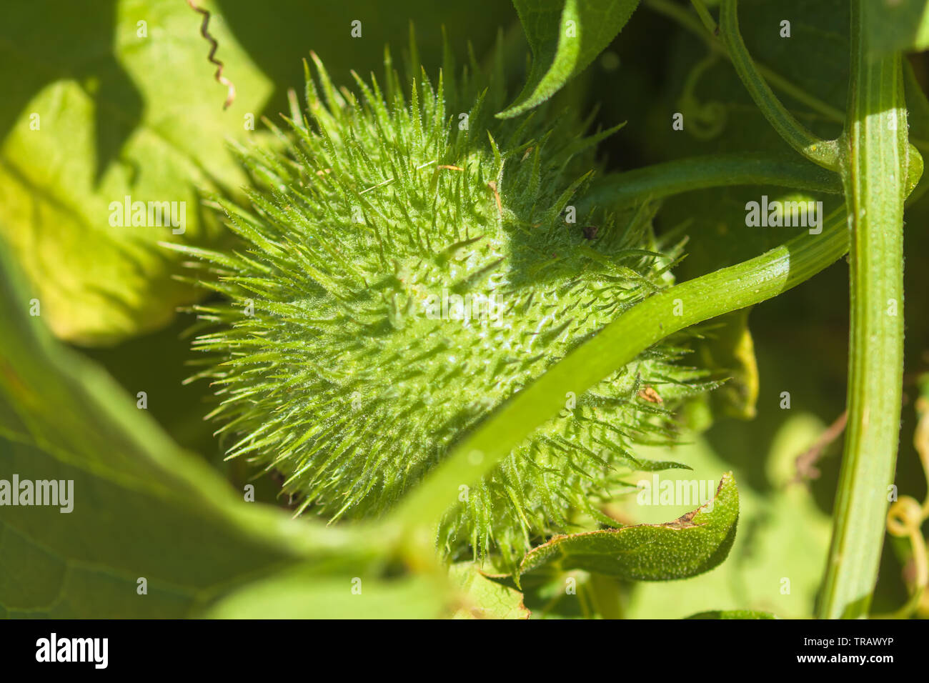 the fruit of California manroot plant, Point Reyes National Seashore ...