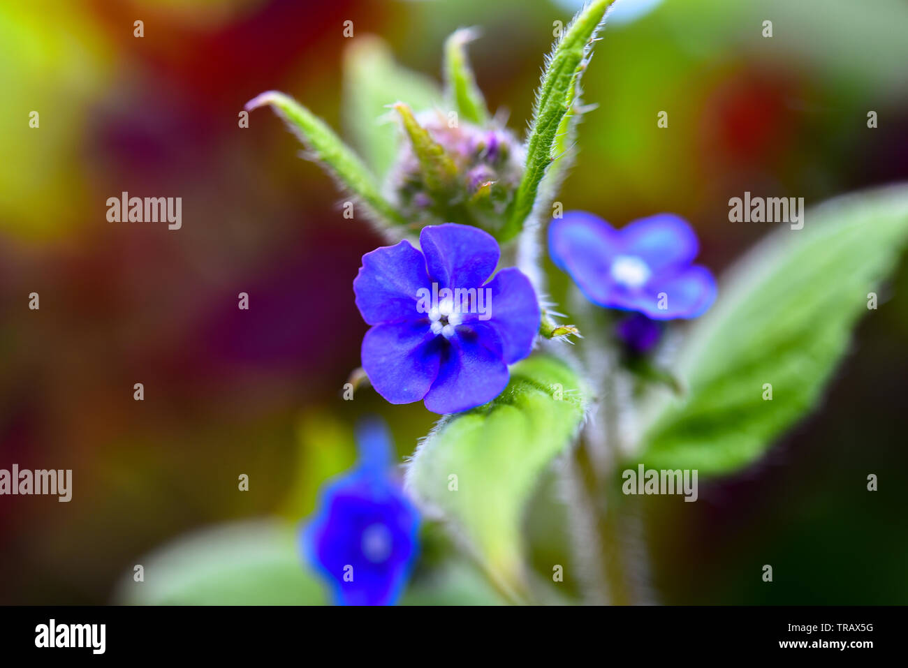 Tiny blue flowers Stock Photo - Alamy