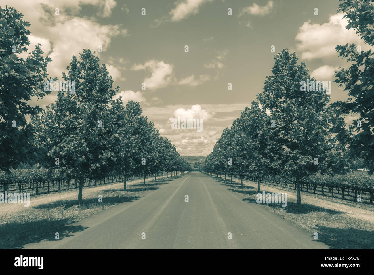 Entrance road, with rows of London planetrees, into Inglenook winery ...