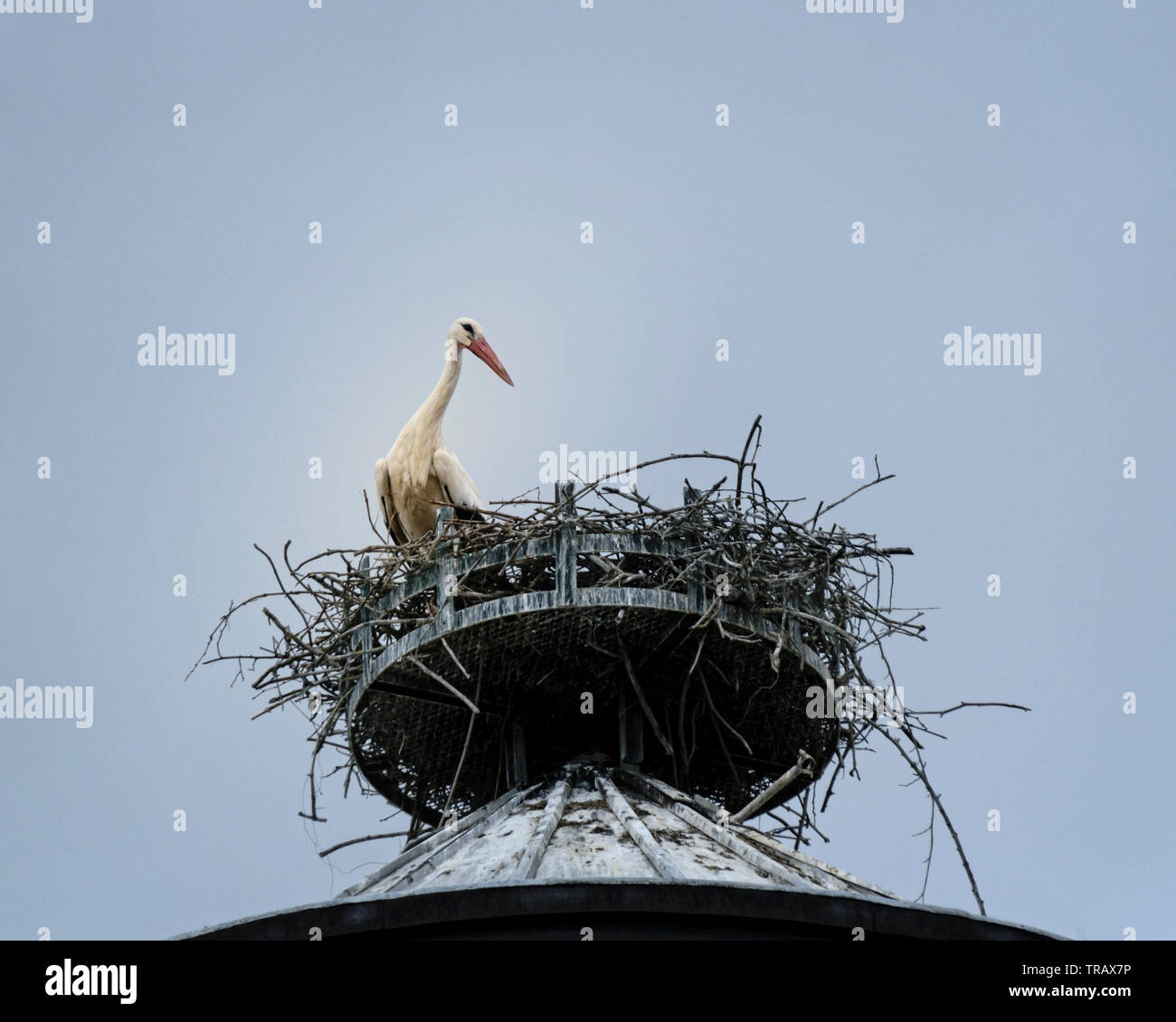 Stork symbol alsace hi-res stock photography and images - Alamy