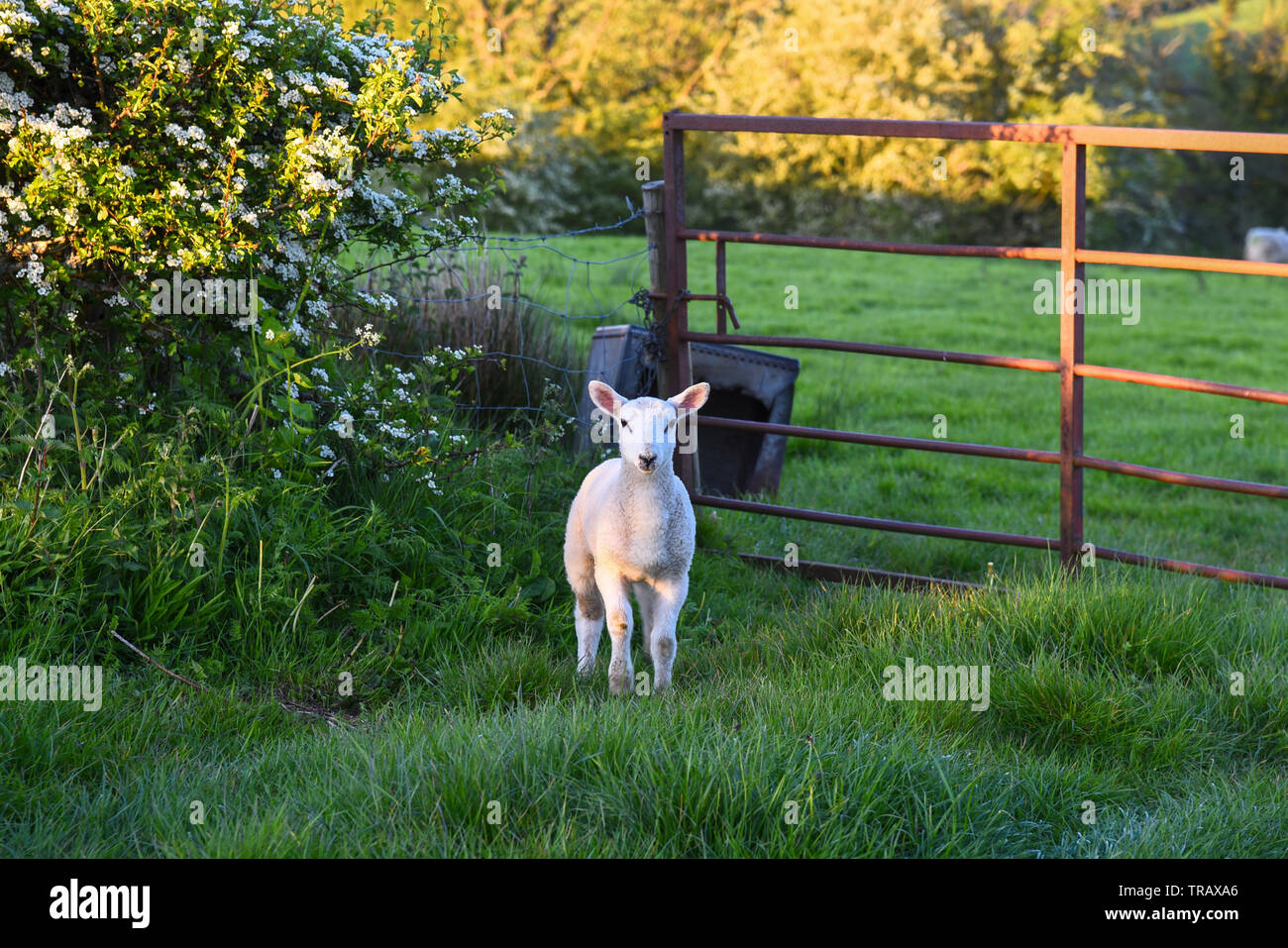 Lamb in the lane Stock Photo - Alamy