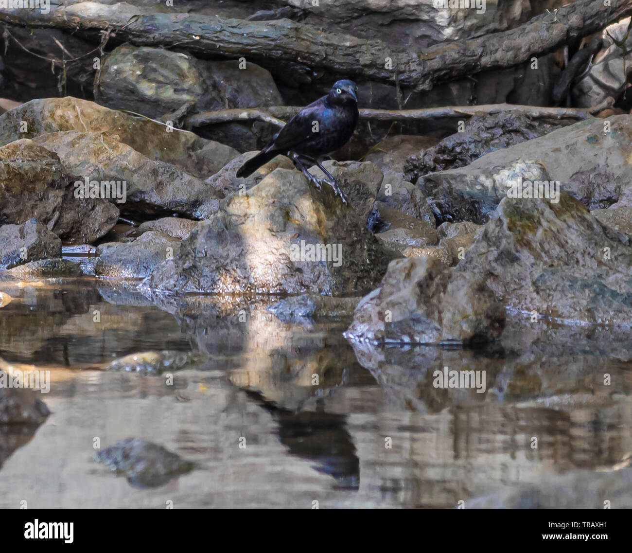 Water brid hi-res stock photography and images - Alamy