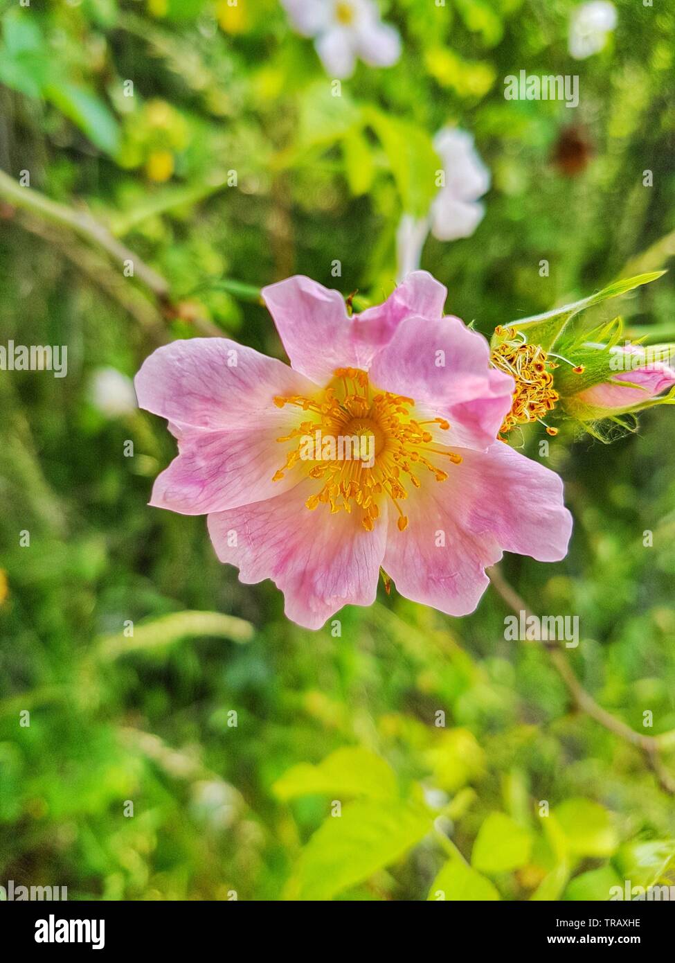 spring pink blossom of a flower Stock Photo - Alamy