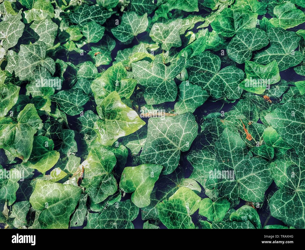 Green leaves of a plant after a spring rain Stock Photo - Alamy