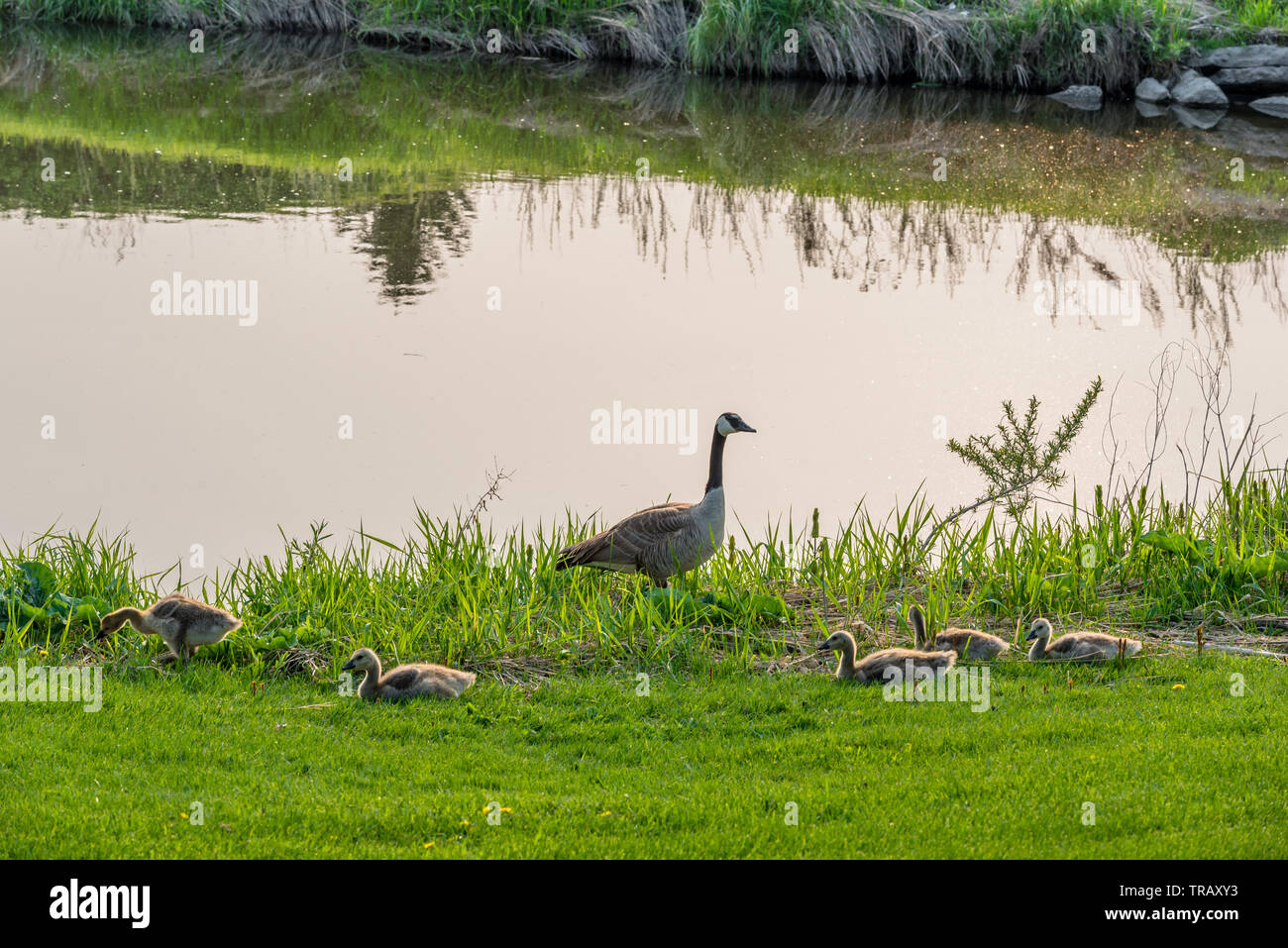 Golf goose creek hi-res stock photography and images - Alamy