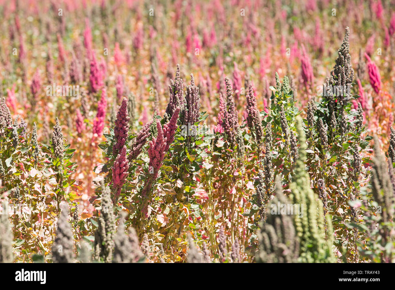 Field of quinoa plants in Bolivia Stock Photo - Alamy
