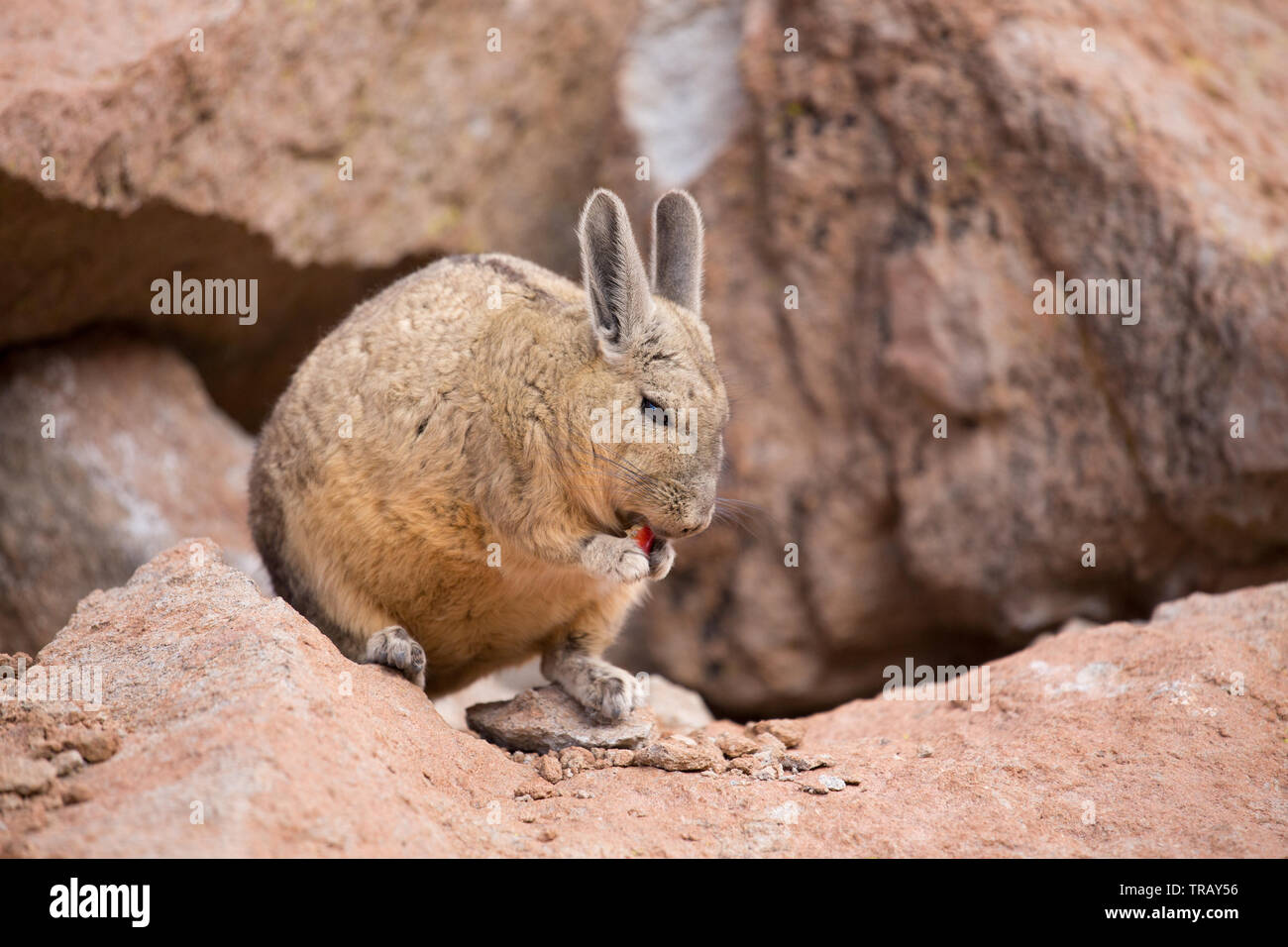 Vizcacha hi-res stock photography and images - Alamy