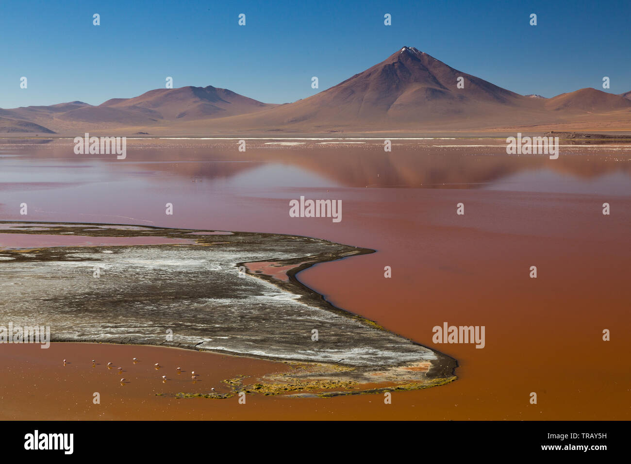 Laguna colorada hi-res stock photography and images - Alamy