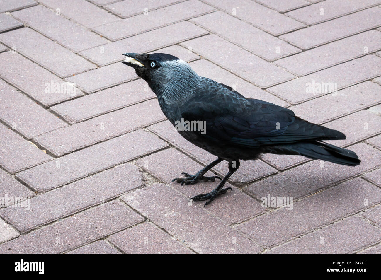 A rook "Corvus frugilegus" eating some bread in the city the ...
