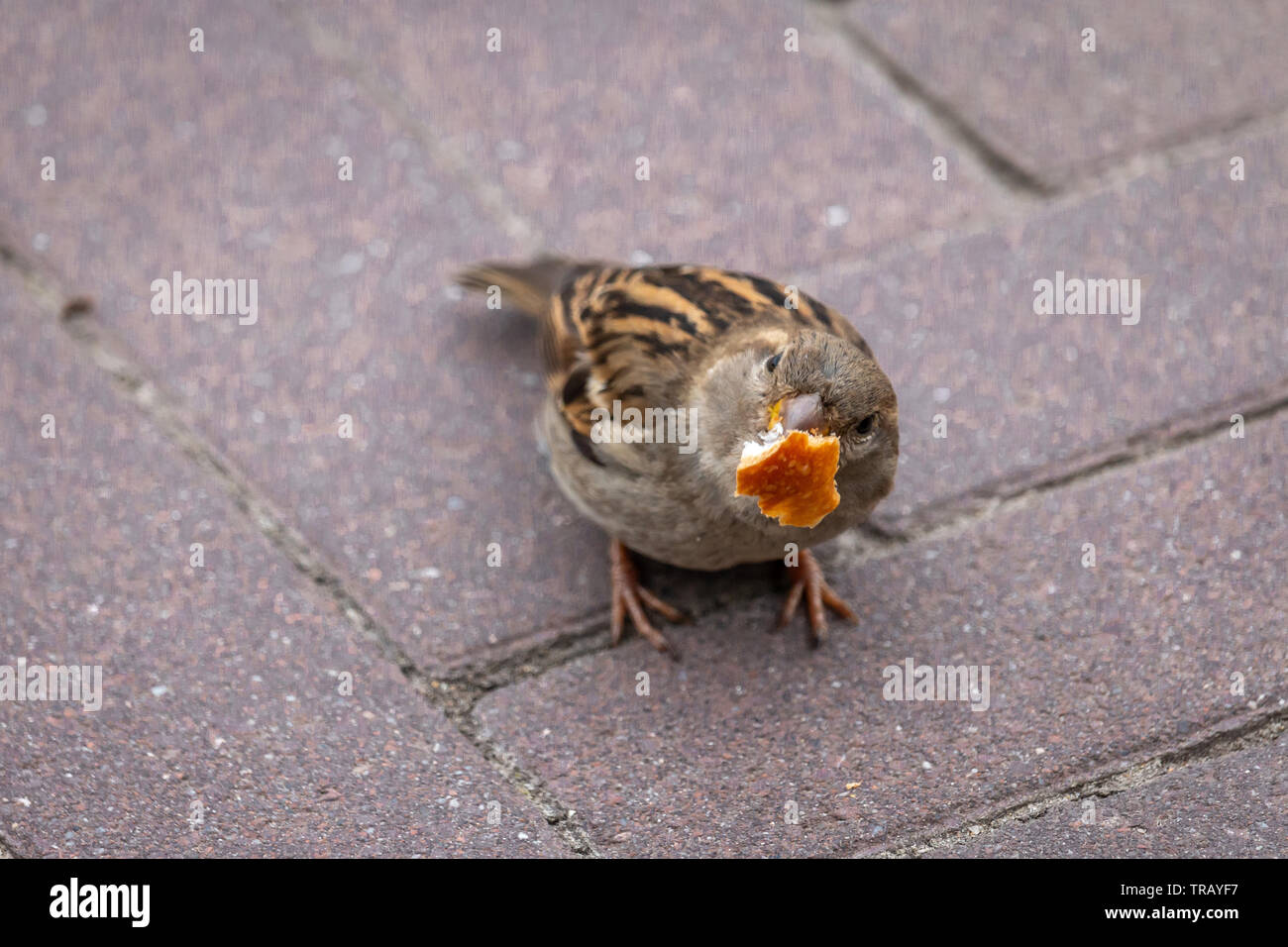 Funny little birds sparrows hi-res stock photography and images - Alamy